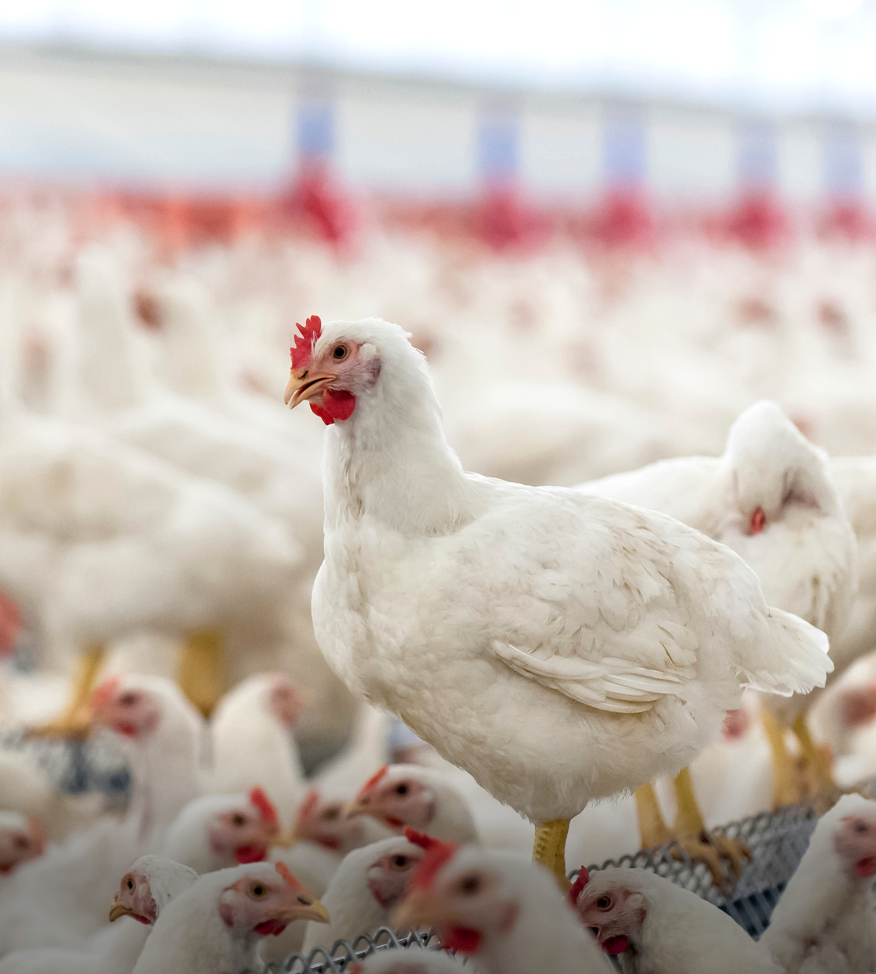 Antonio Magno – Global