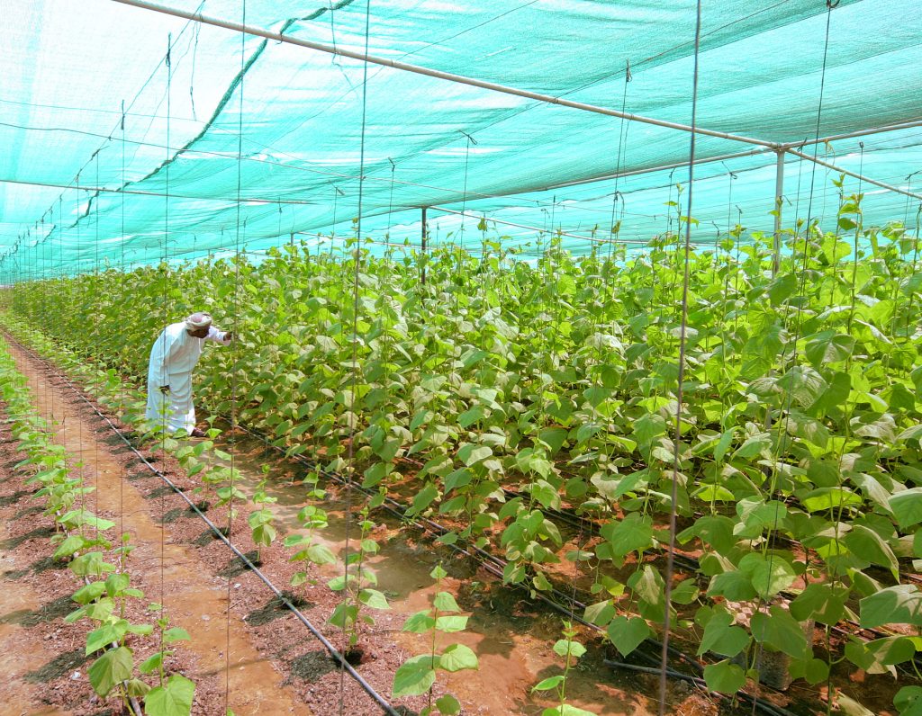 Ahmed Said Al Marhoubi – Global