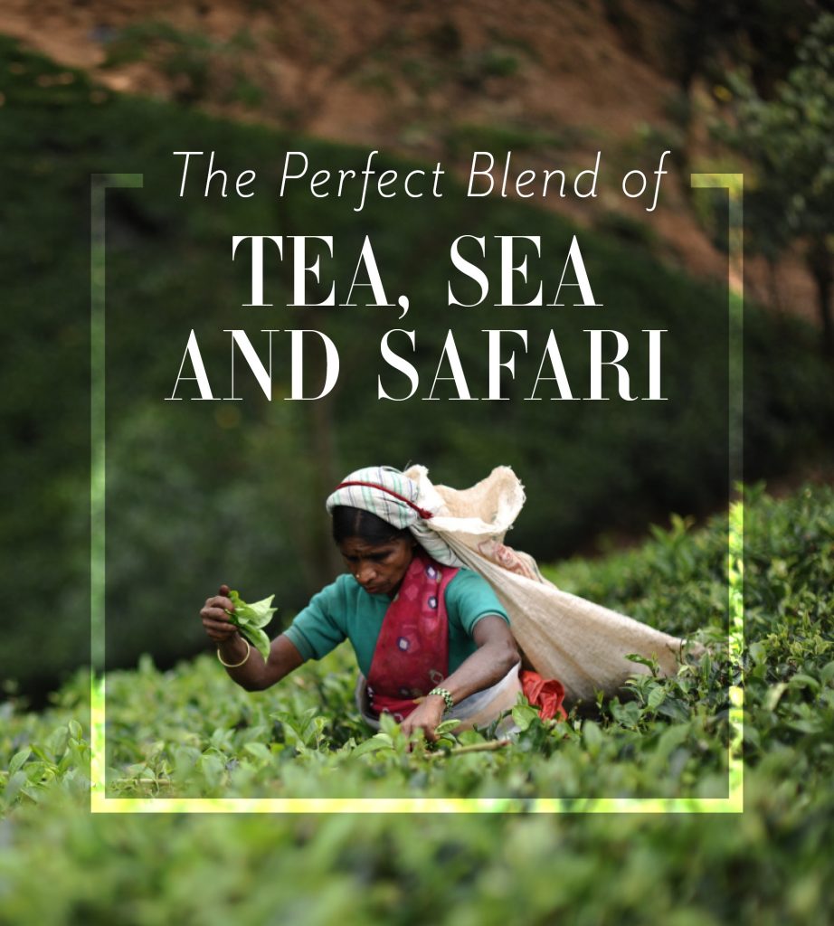 The perfect blend of tea, sea and safari – Global