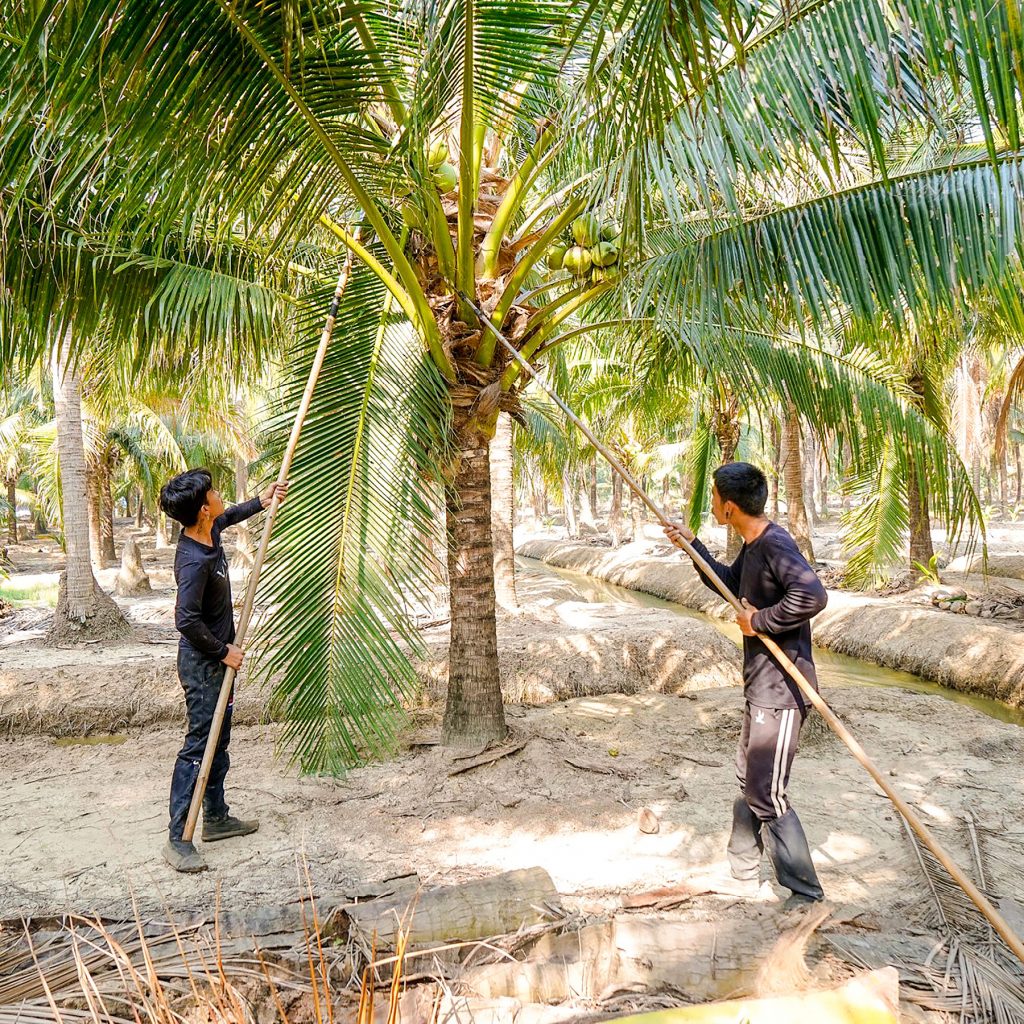 Simon Denye – Global