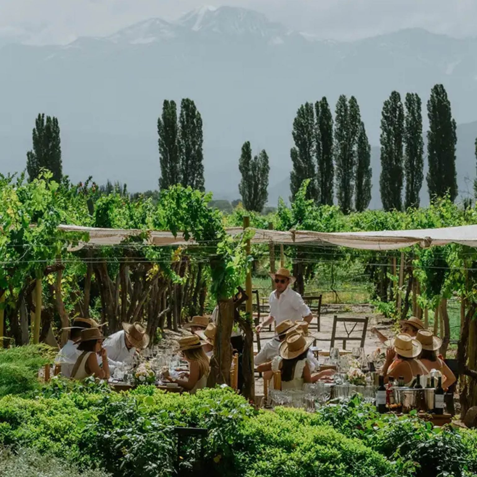 Uvas mágicas – Spanish